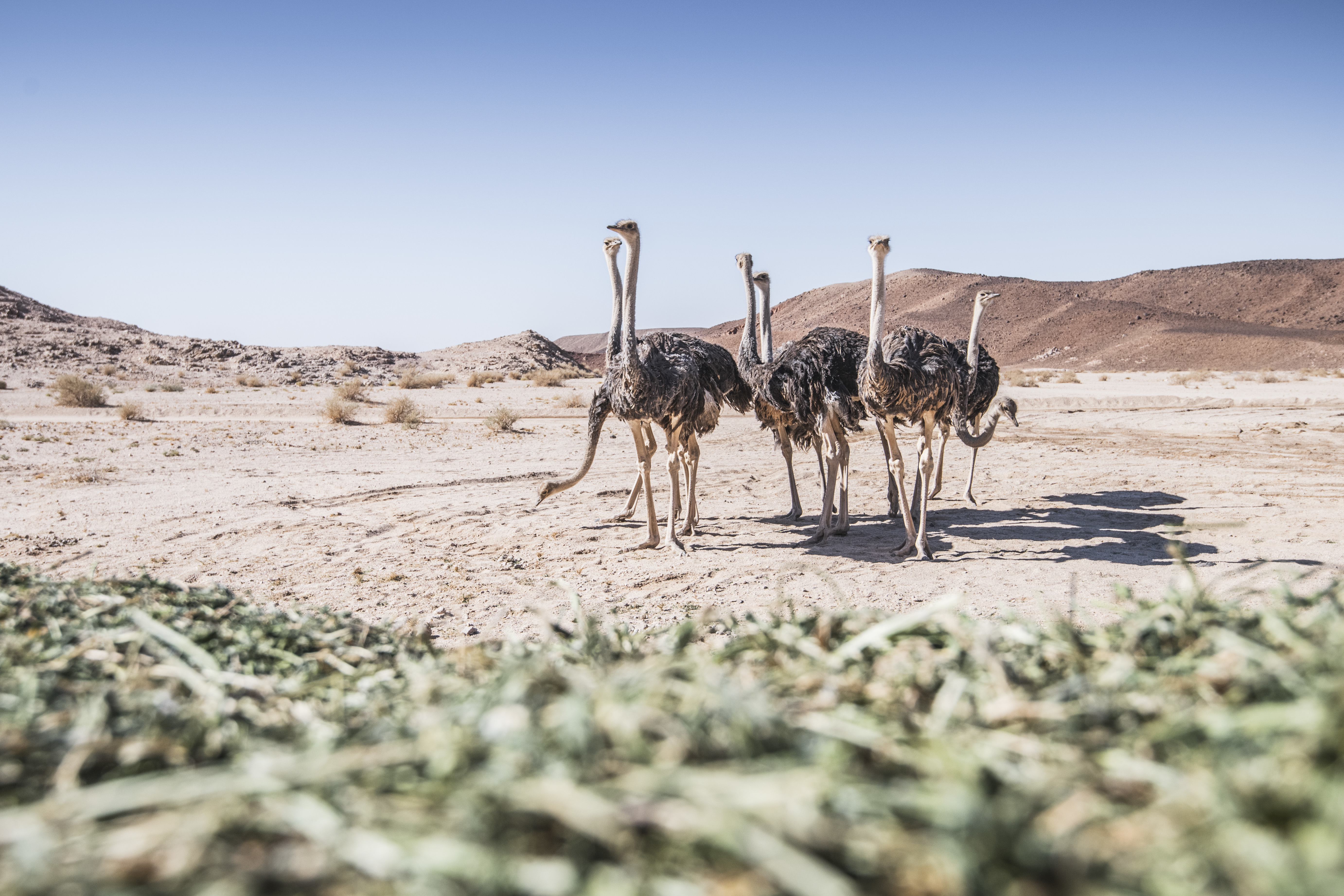 Up close with our Desert Scientist Professor Richard Washington - News ...