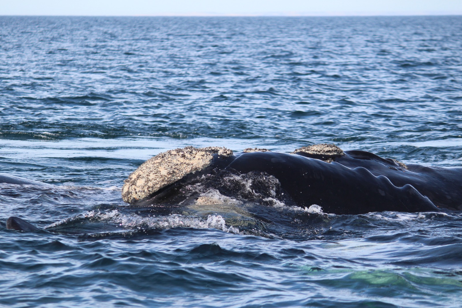 Extreme E partners with the Organisation for Cetacean Conservation for Uruguay Legacy Programme ...