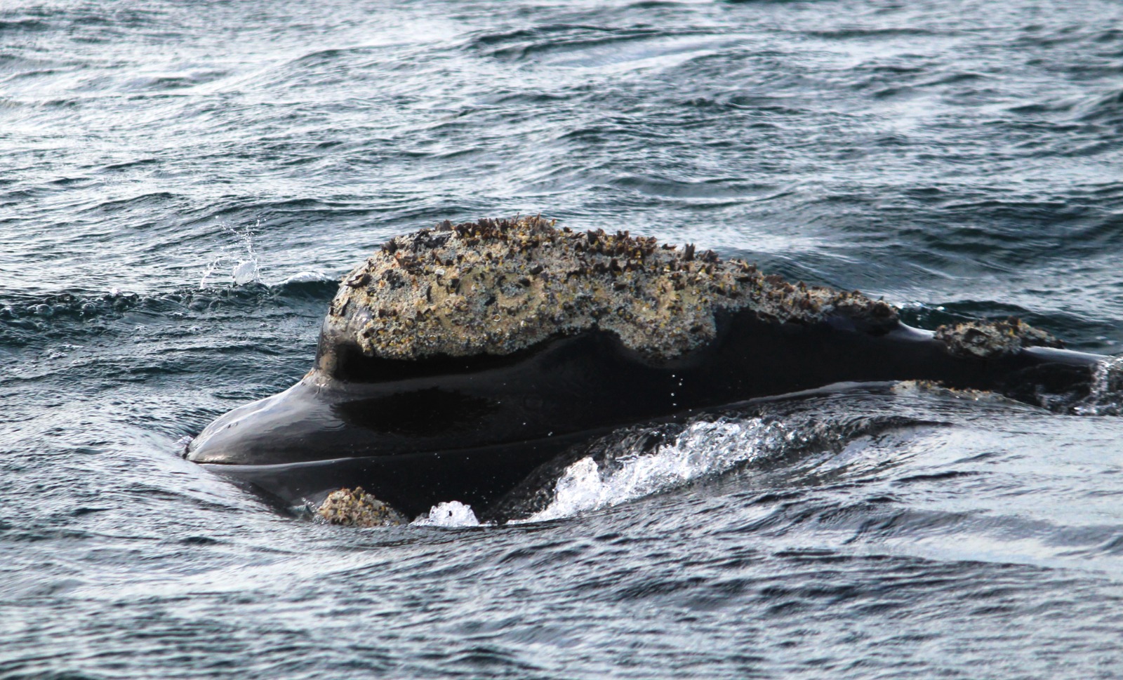 Extreme E partners with the Organisation for Cetacean Conservation for Uruguay Legacy Programme ...